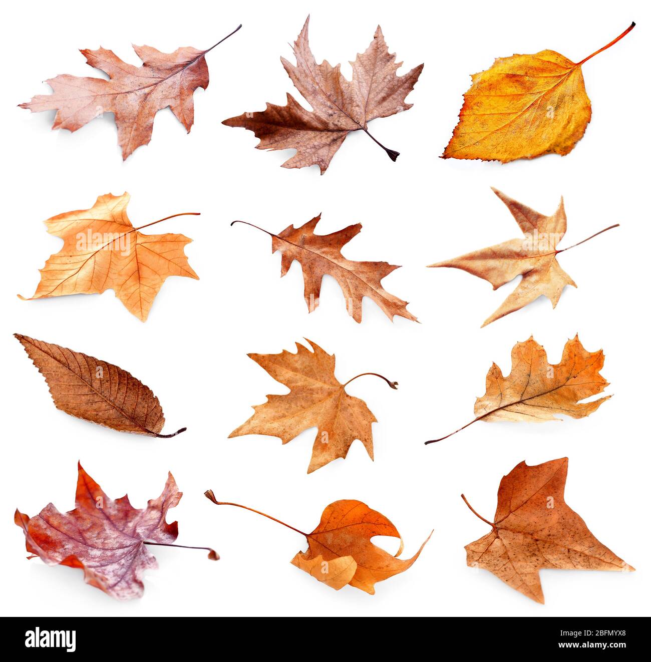Collection of autumn dried leaves, isolated on white Stock Photo - Alamy