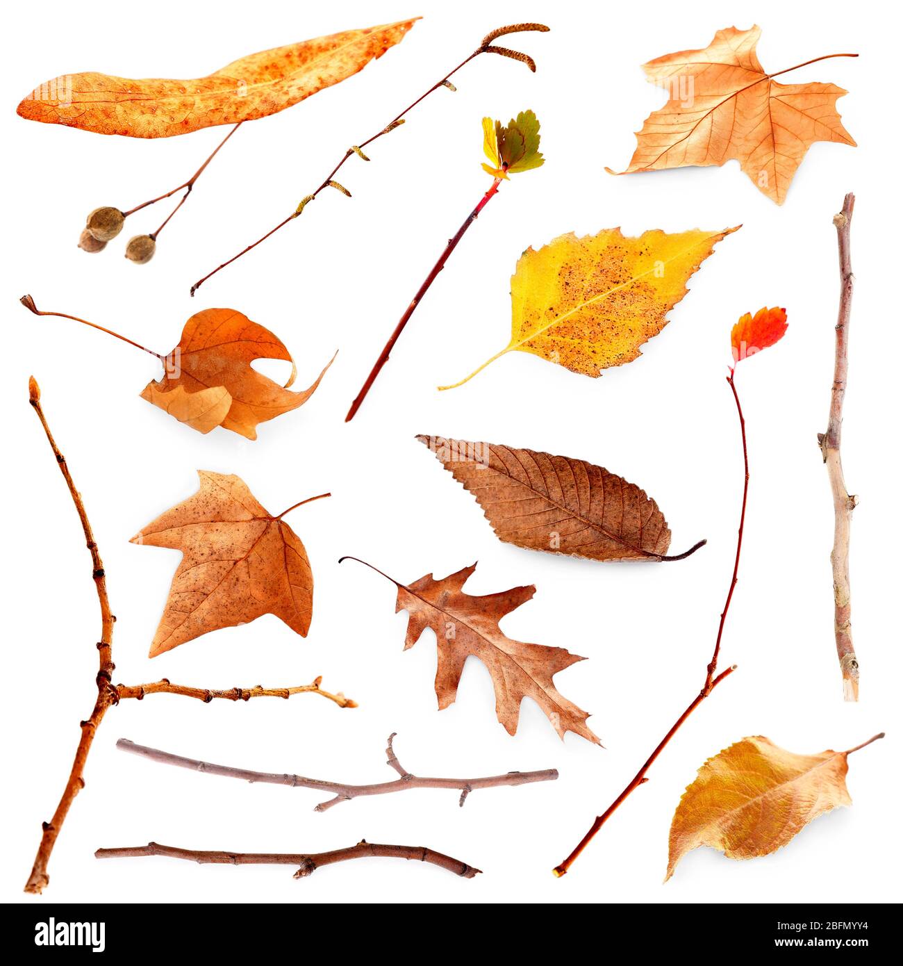 Collection of autumn dried twigs and leaves, isolated on white Stock ...