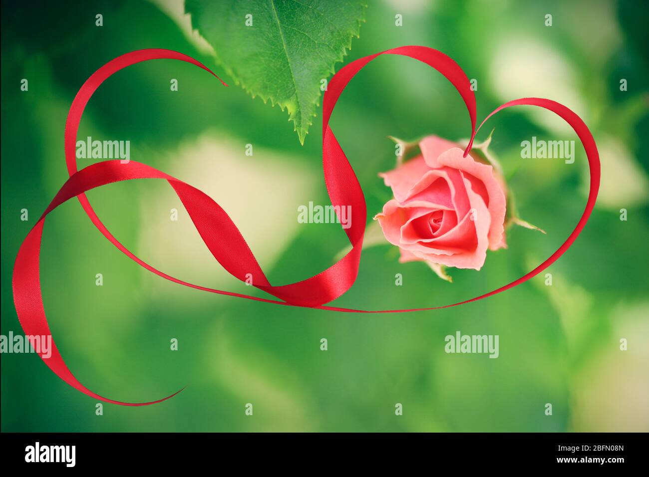 Ribbon shaped as heart on nature background with rose Stock Photo - Alamy