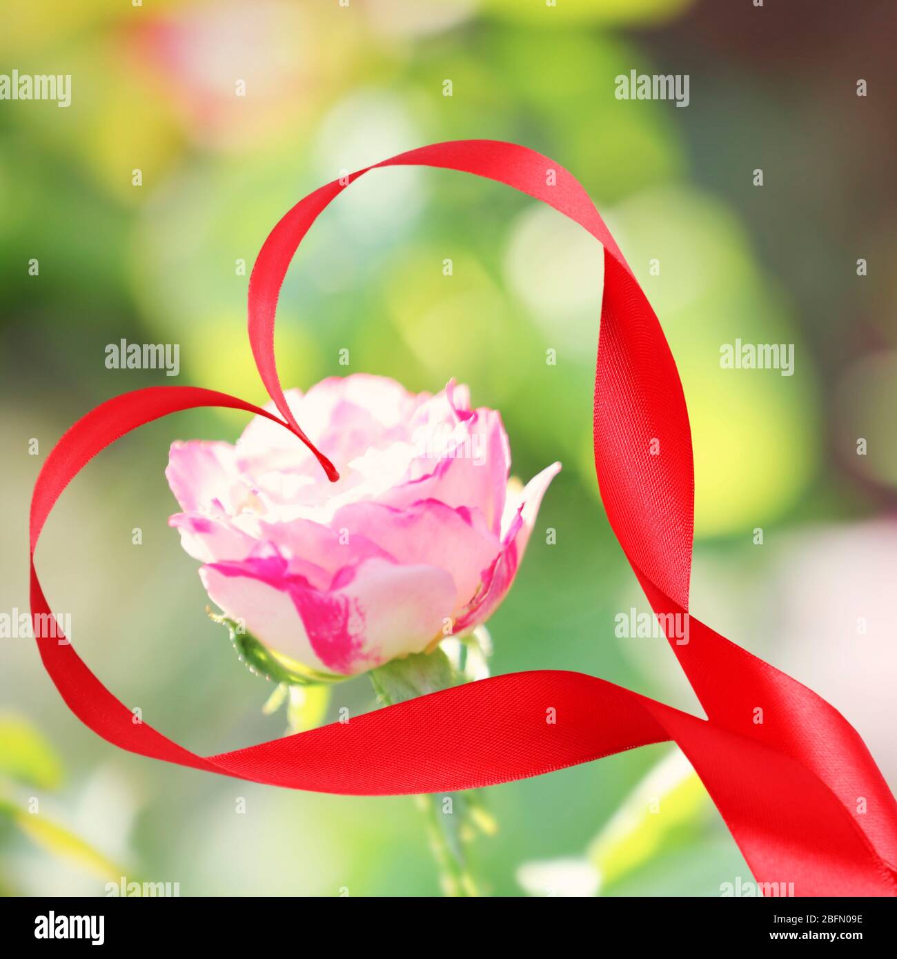 Ribbon shaped as heart on nature background with rose Stock Photo - Alamy