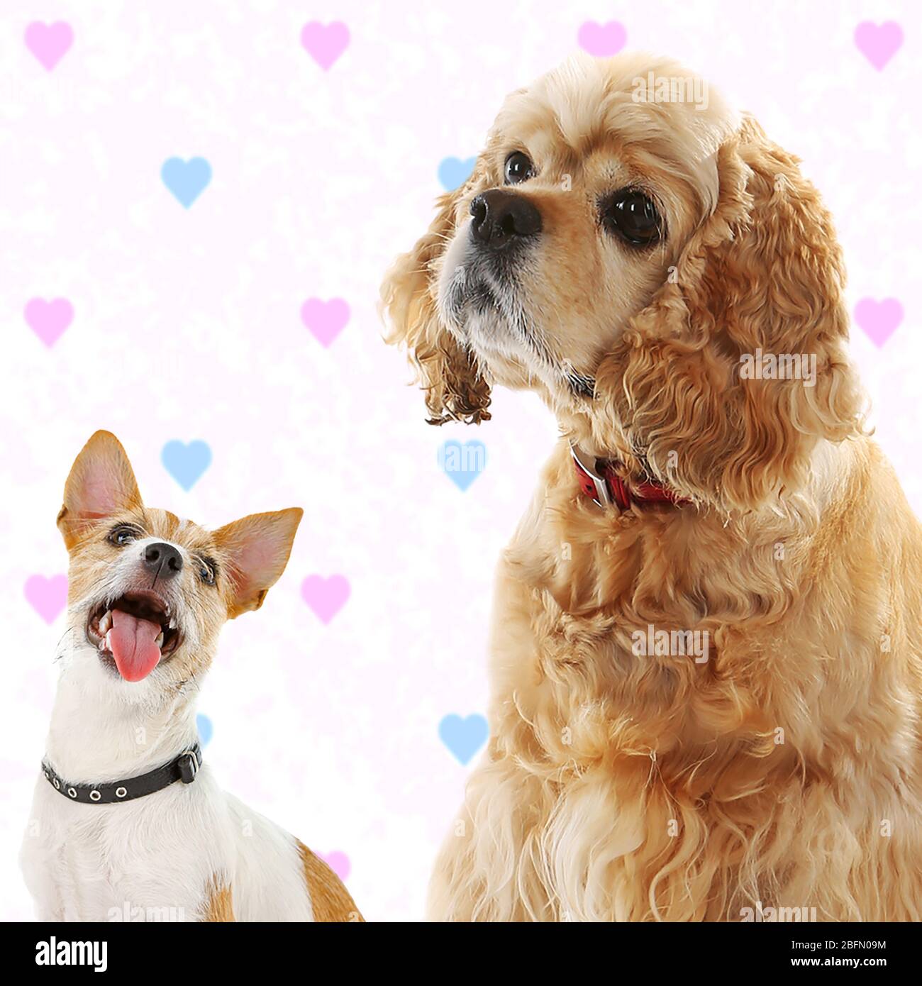 Two dogs together on color background with hearts Stock Photo - Alamy