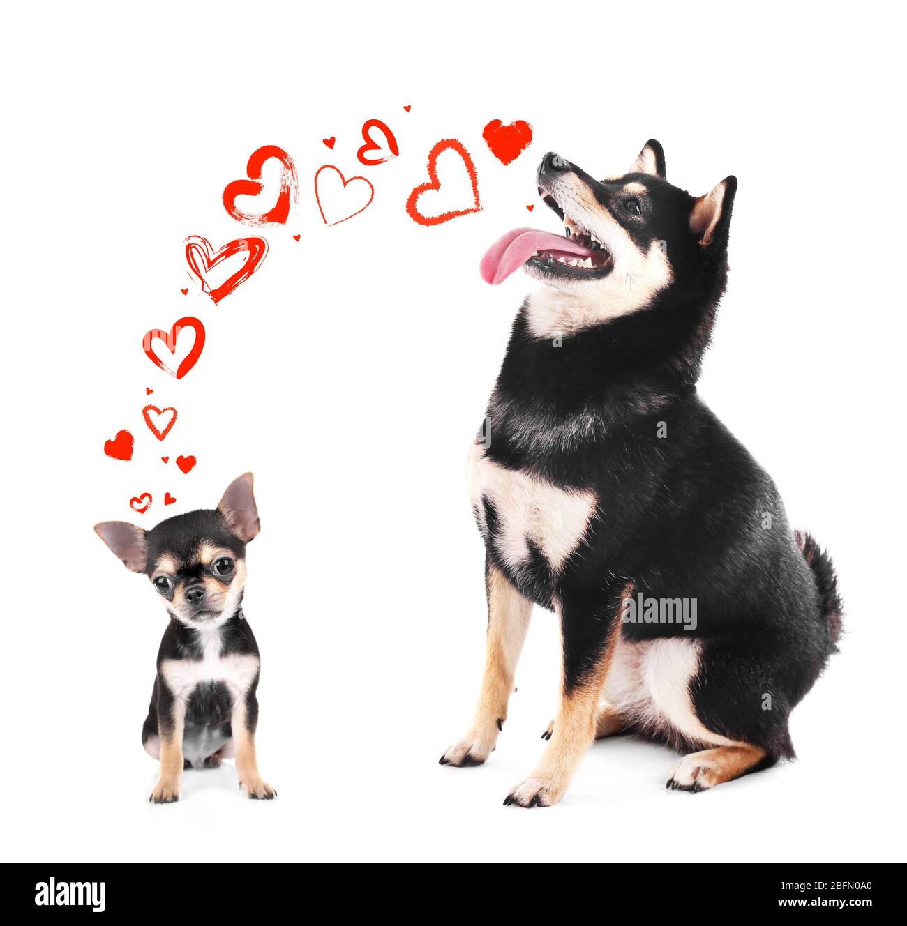 Two dogs together, isolated on white Stock Photo - Alamy