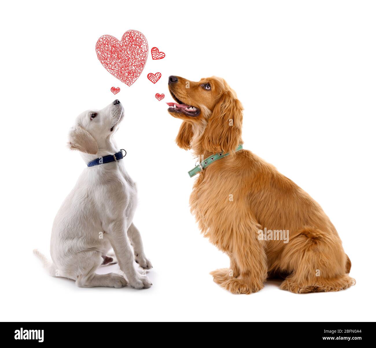 Two dogs together, isolated on white Stock Photo - Alamy