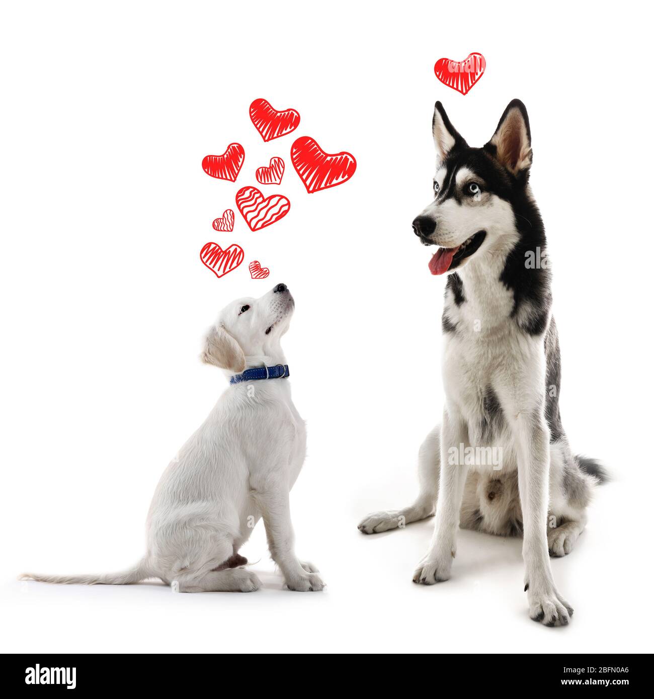 Two dogs together, isolated on white Stock Photo - Alamy