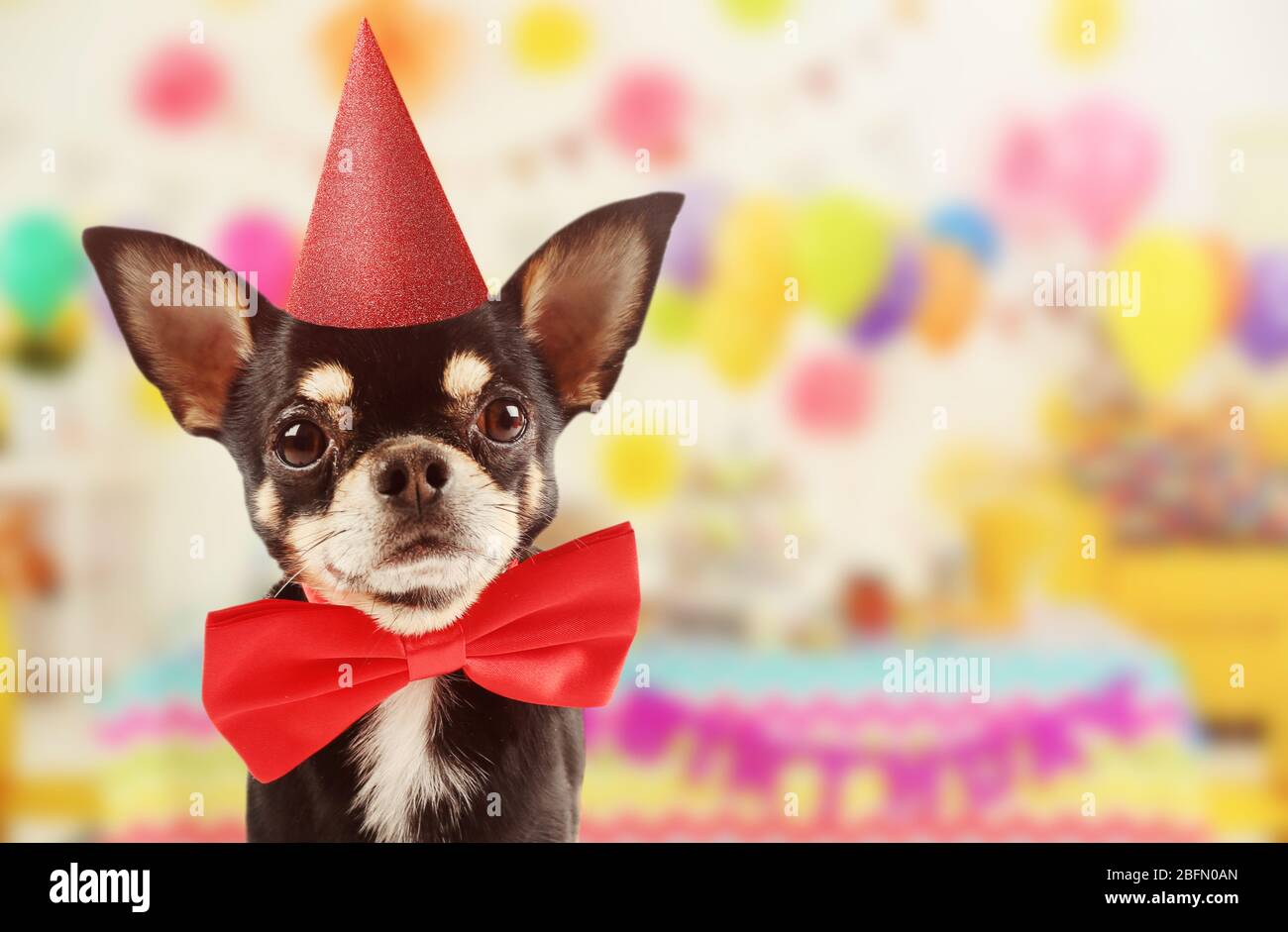 Funny Dog Party Pictures