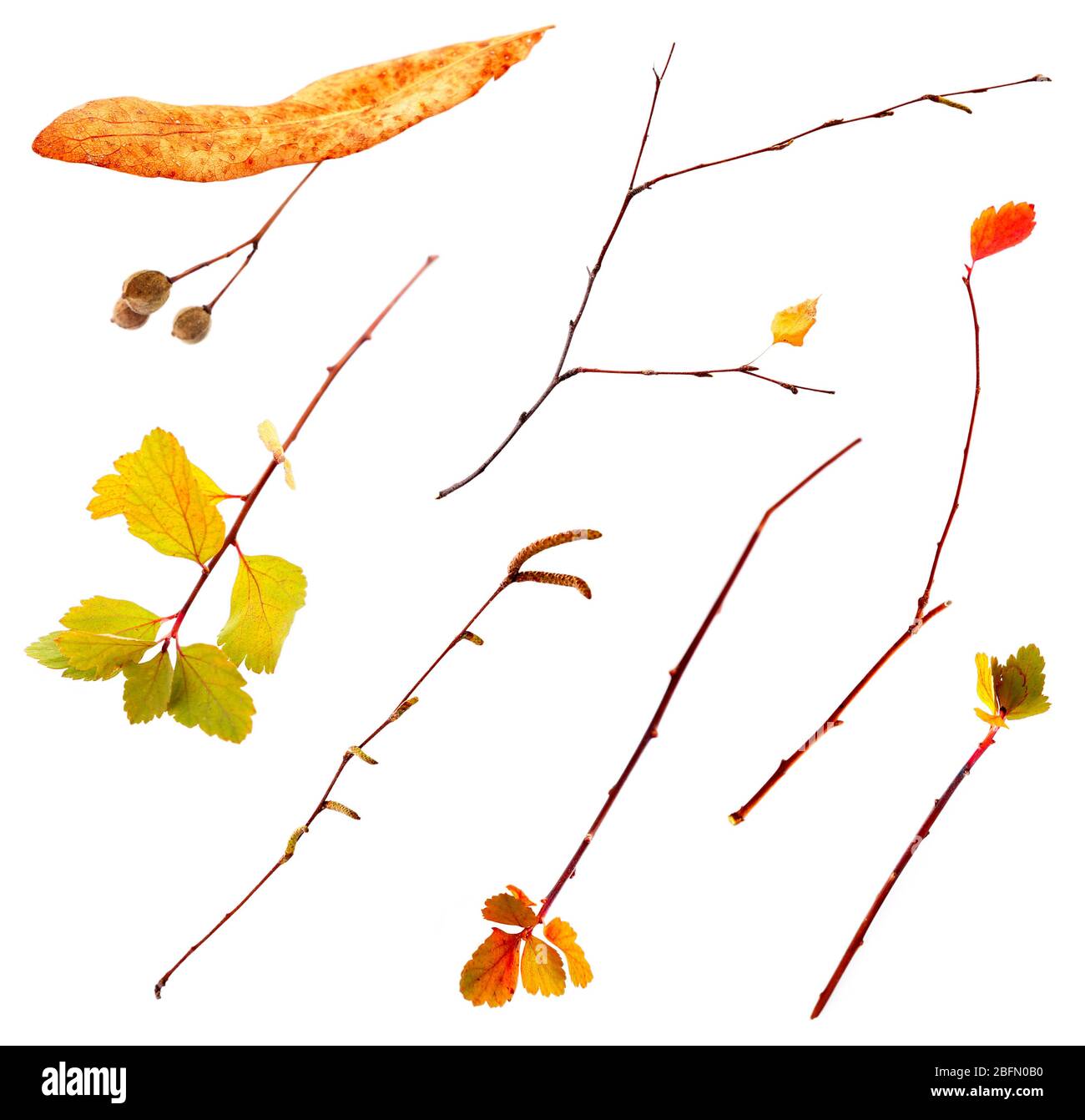 Collection of autumn dried twigs and leaves, isolated on white Stock ...