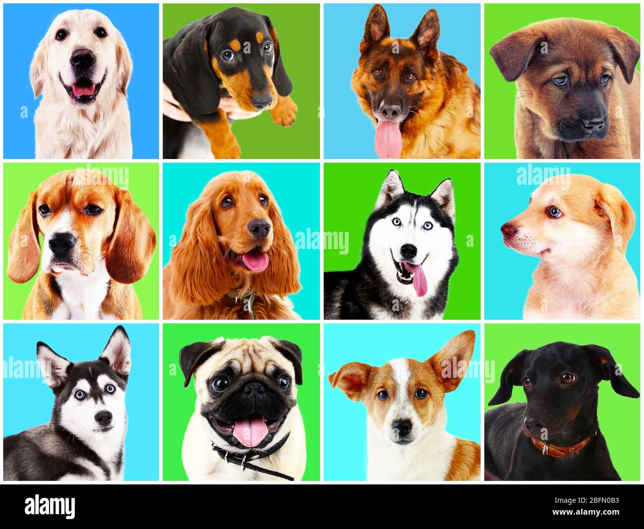 Dogs portraits on bright backgrounds Stock Photo - Alamy
