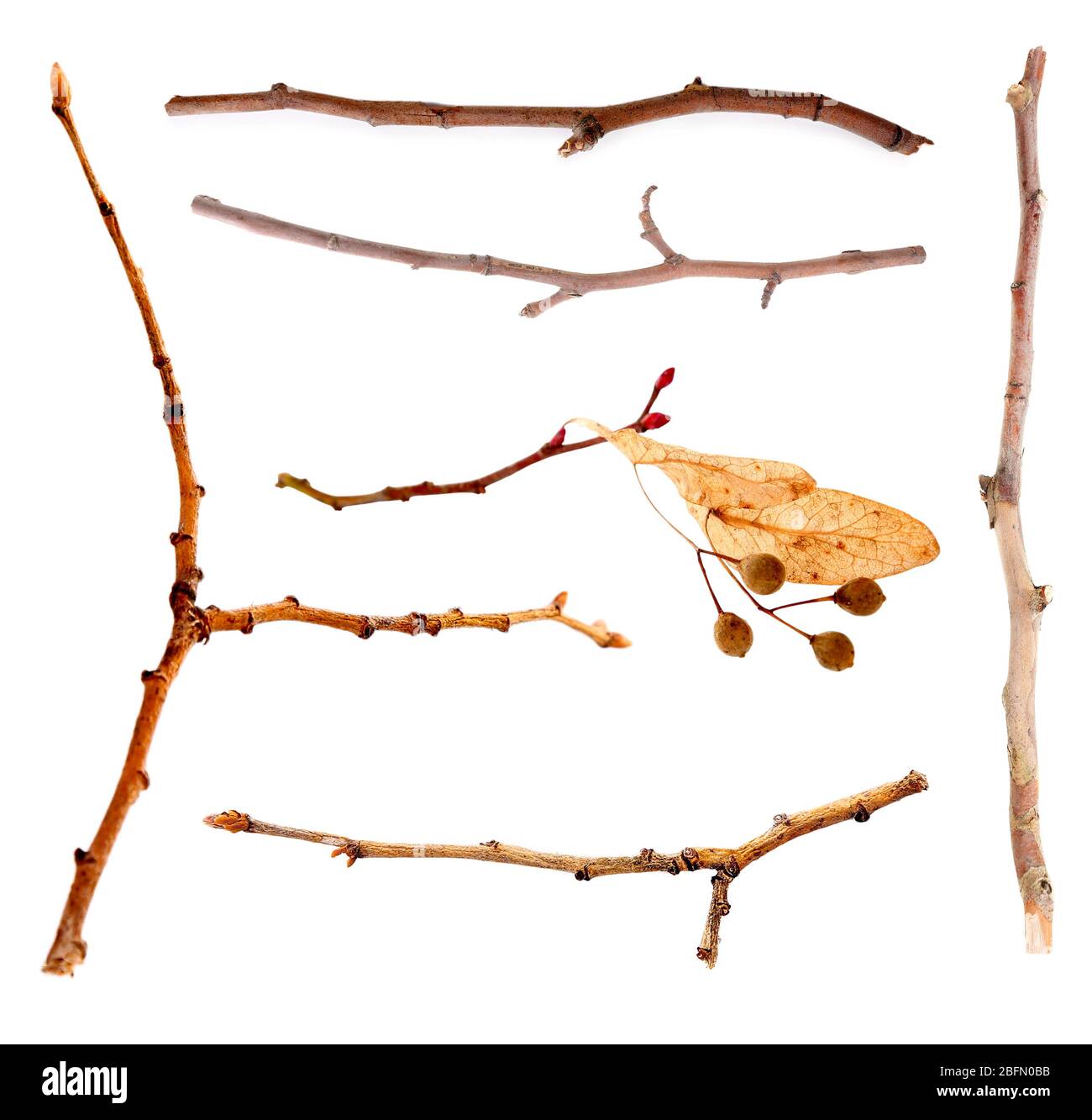 Collection of autumn dried twigs, isolated on white Stock Photo - Alamy