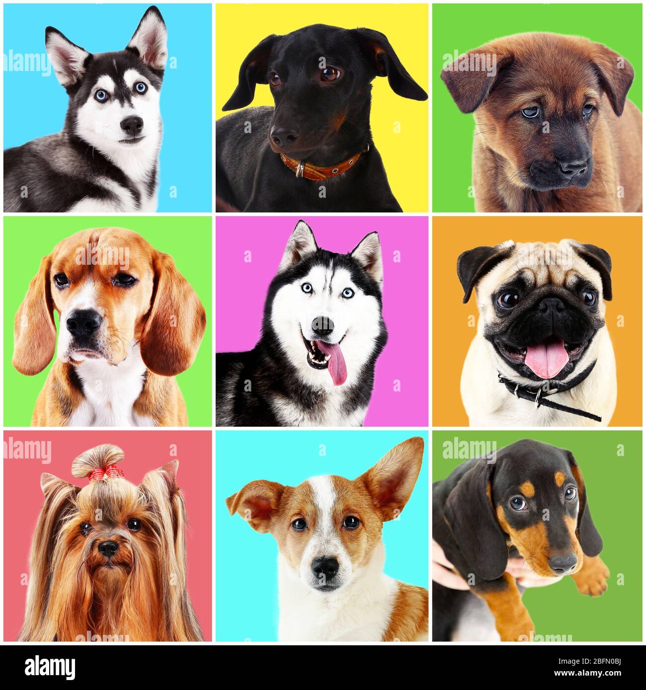 Dogs and cats portraits on bright backgrounds Stock Photo - Alamy