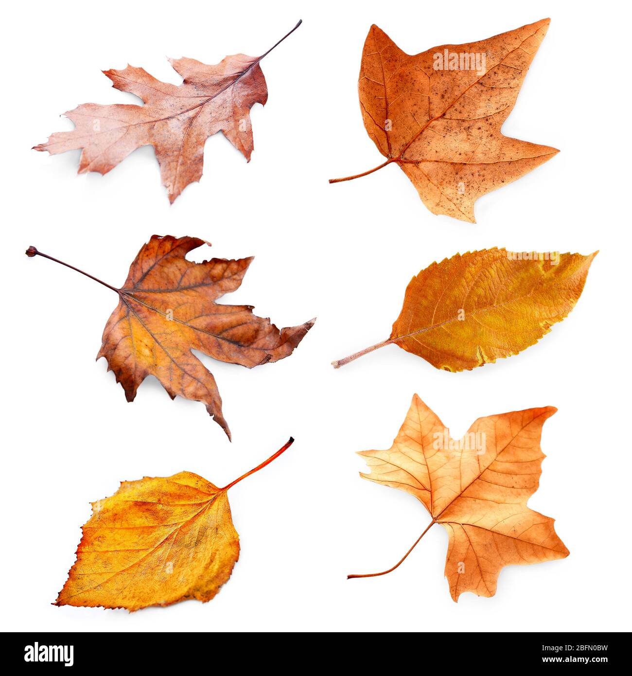 Collection of autumn dried leaves, isolated on white Stock Photo - Alamy