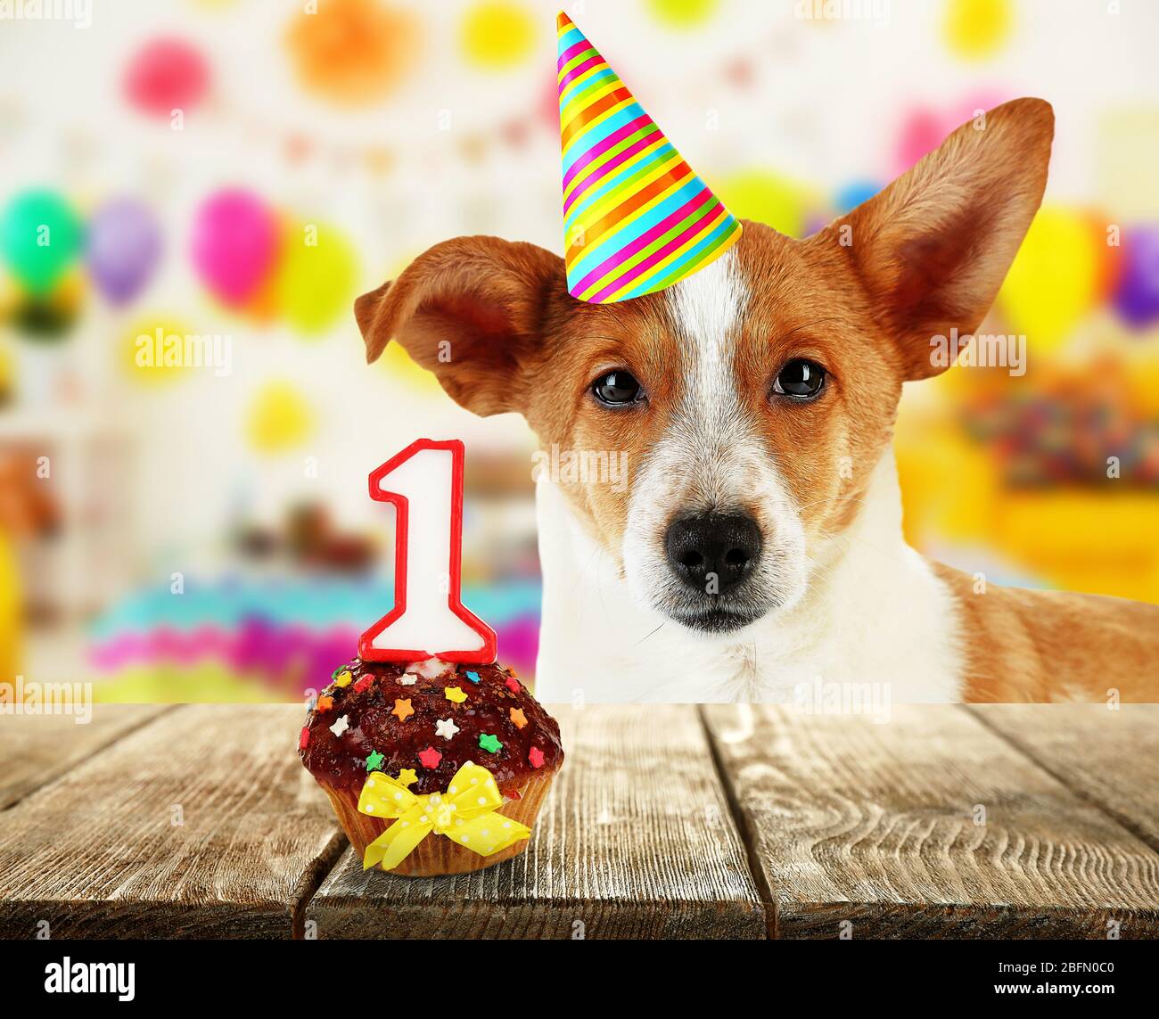 Funny cute dog celebrating his birthday party Stock Photo - Alamy