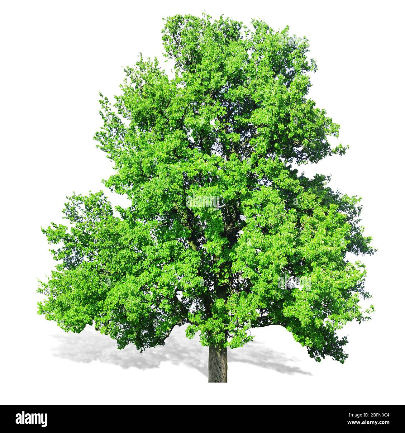 Alone tree, isolated on white Stock Photo - Alamy