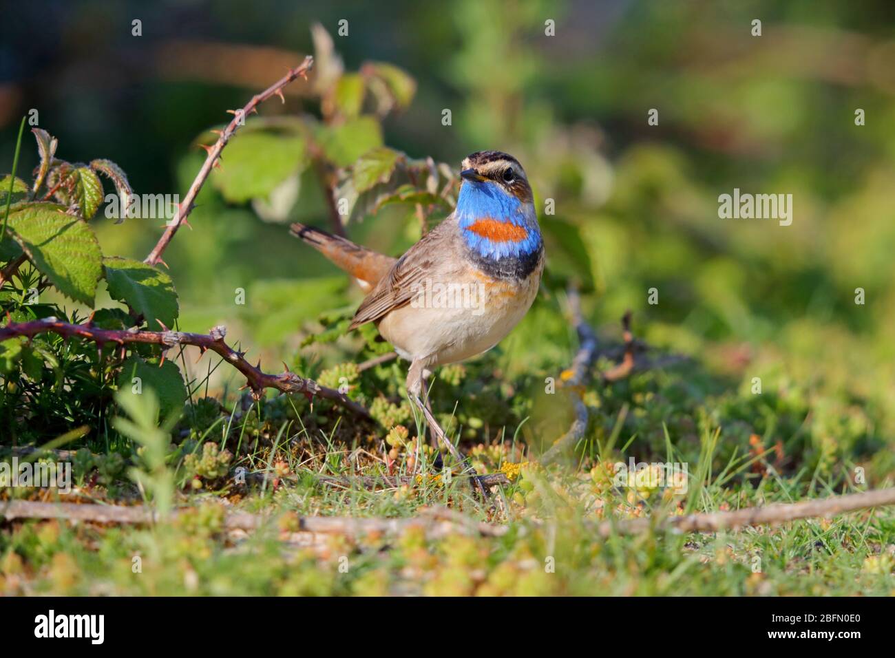 An adult male Red-spotted Bluethroat (Luscinia svecica svecica) in ...