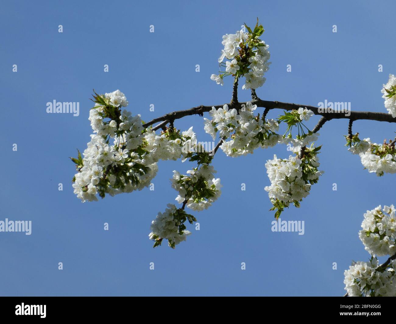 Cologne, Germany. 10th Apr, 2020. white flowers on a cherry tree in ...