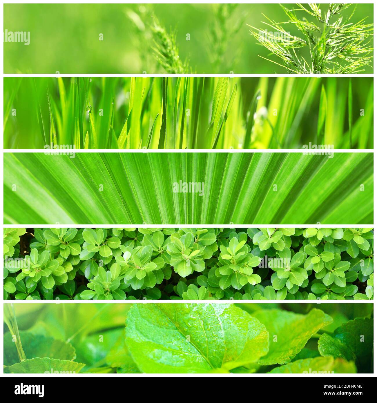 Collage of different nature green backgrounds Stock Photo - Alamy