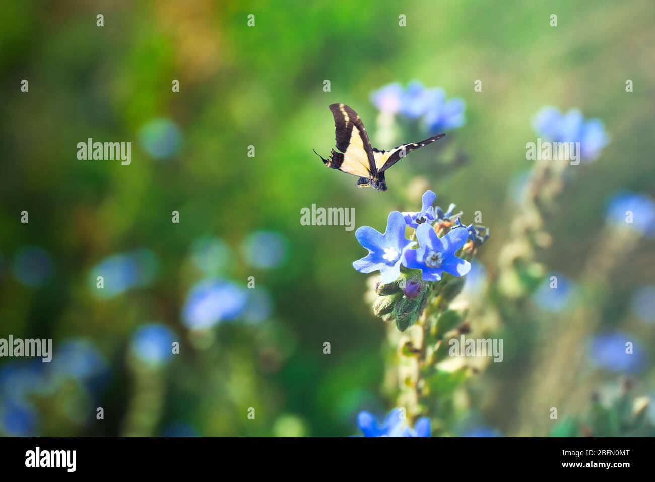 Beautiful butterfly flying in field Stock Photo - Alamy