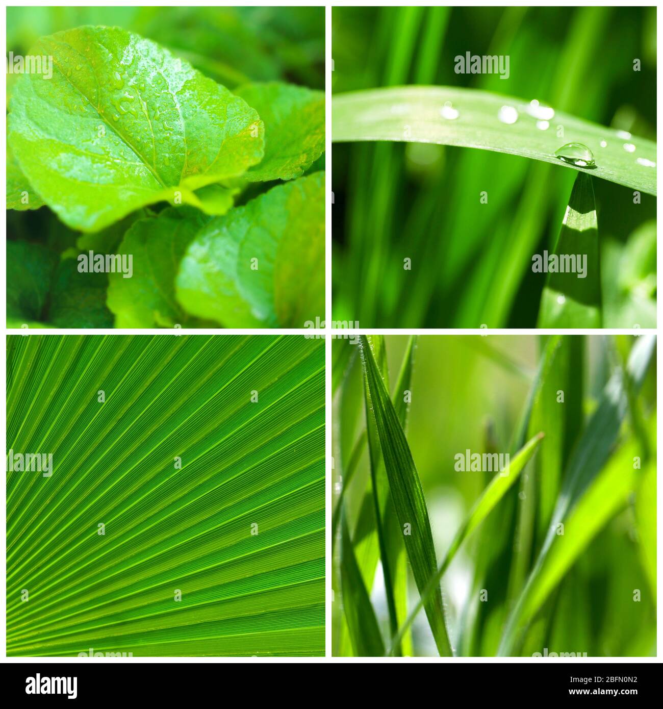 Collage of different nature green backgrounds Stock Photo - Alamy