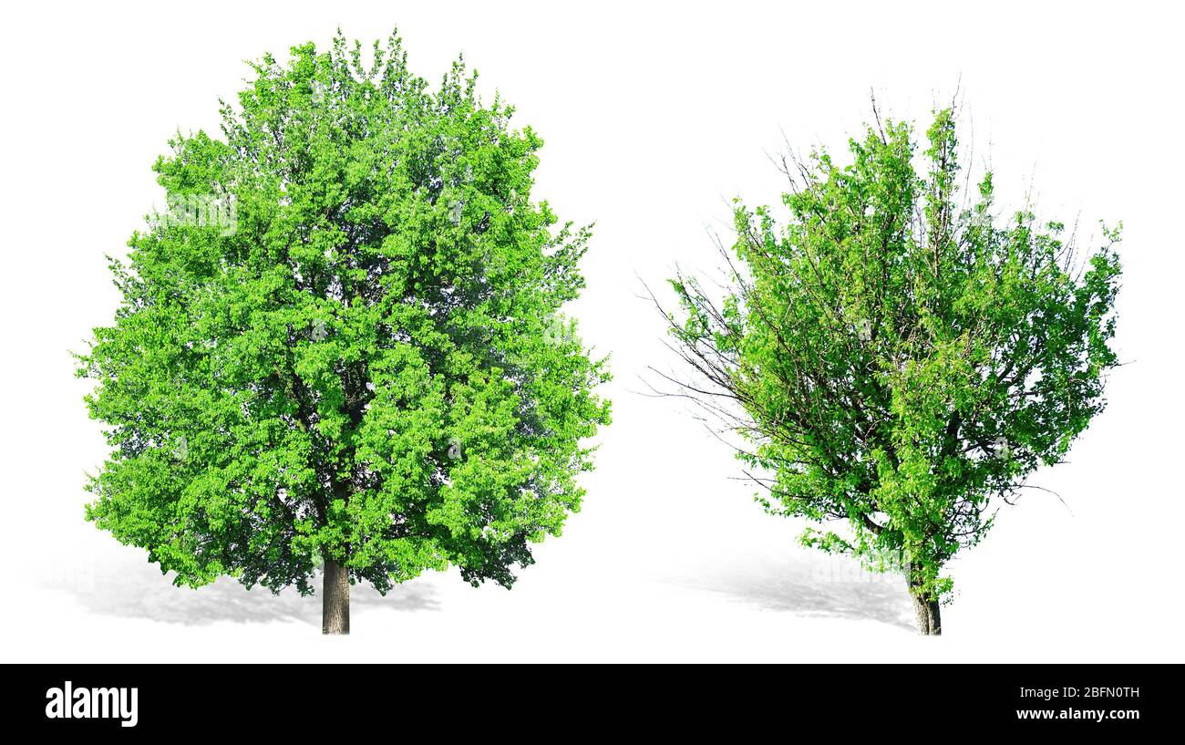Alone tree, isolated on white Stock Photo - Alamy