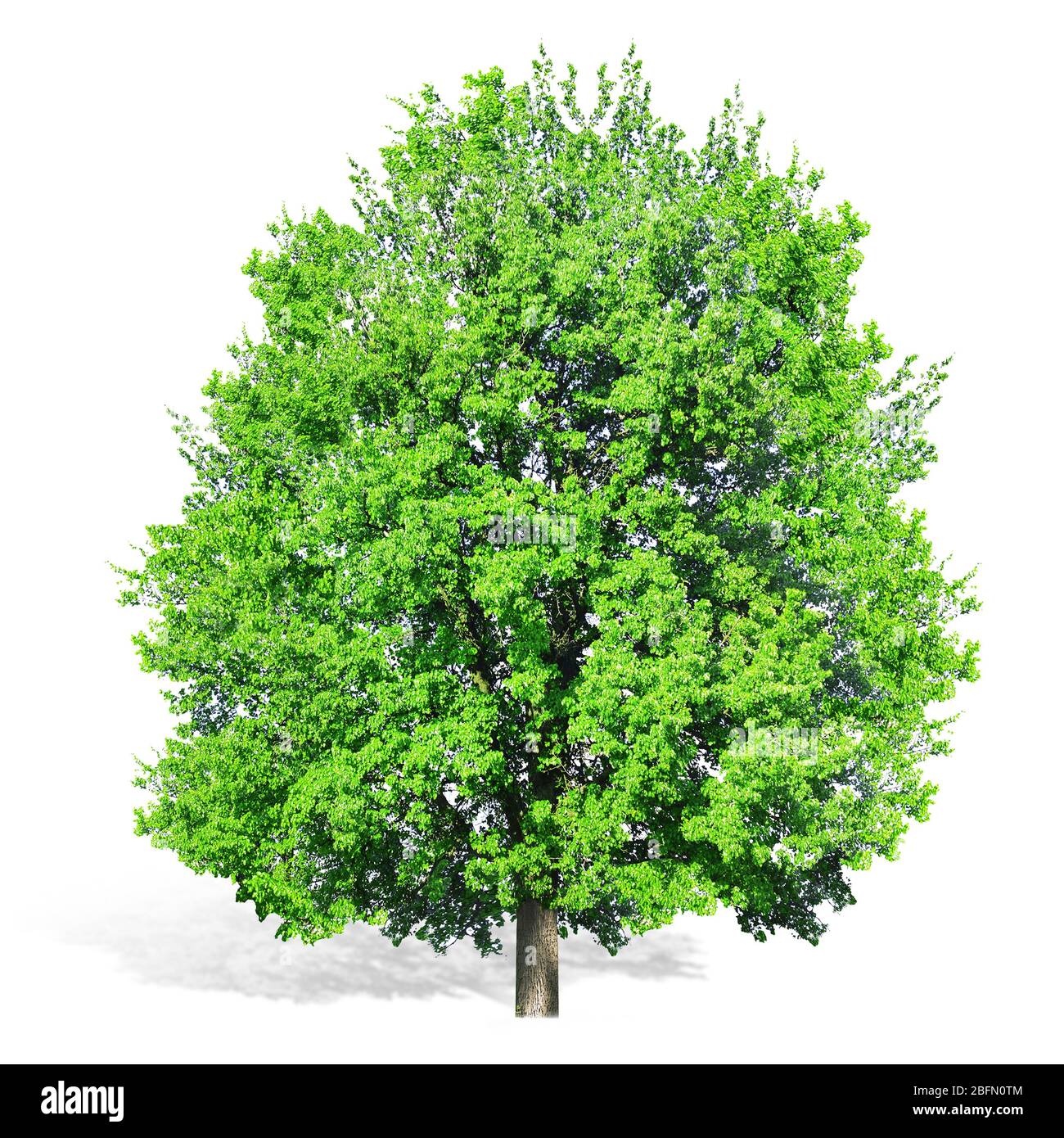 Alone tree, isolated on white Stock Photo - Alamy