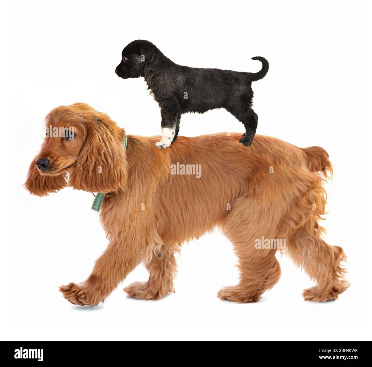 Cocker spaniel riding small puppy on back, isolated on white Stock ...