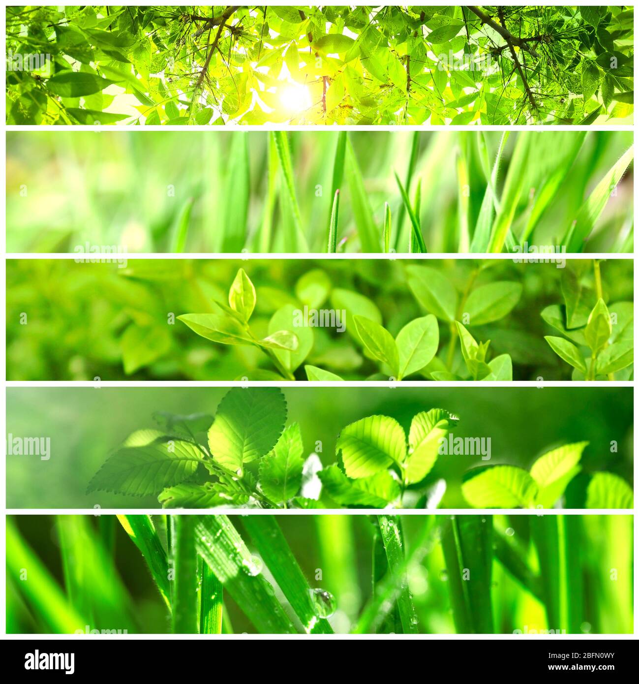 Collage of different nature green backgrounds Stock Photo - Alamy