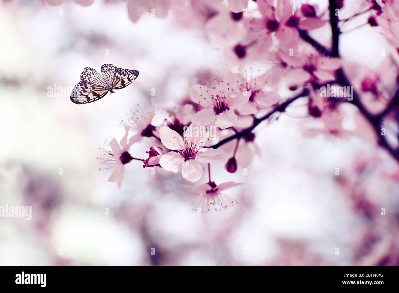 Beautiful butterfly flying in spring garden Stock Photo - Alamy
