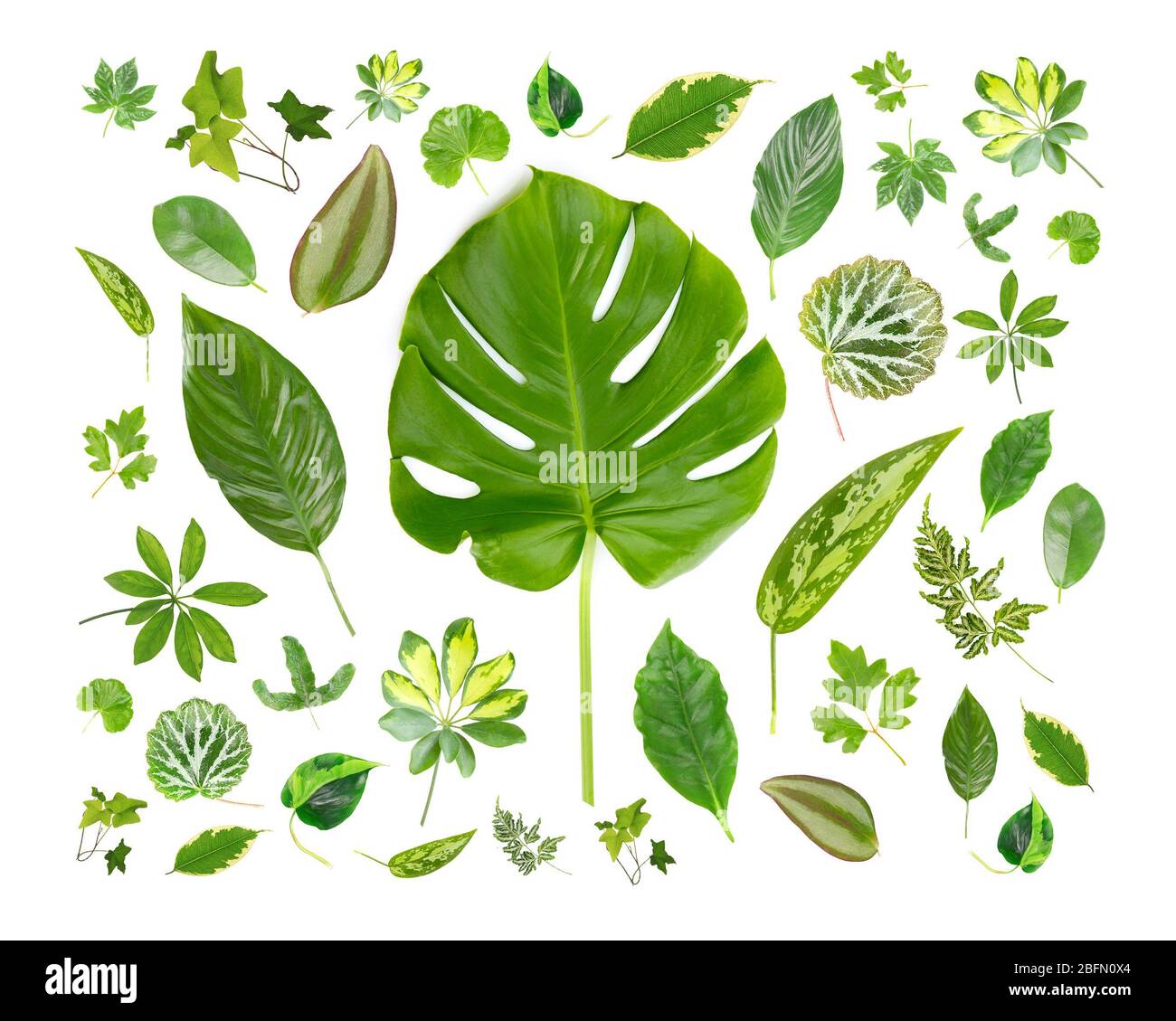 Collection houseplants isolated on Cut Out Stock Images & Pictures - Alamy