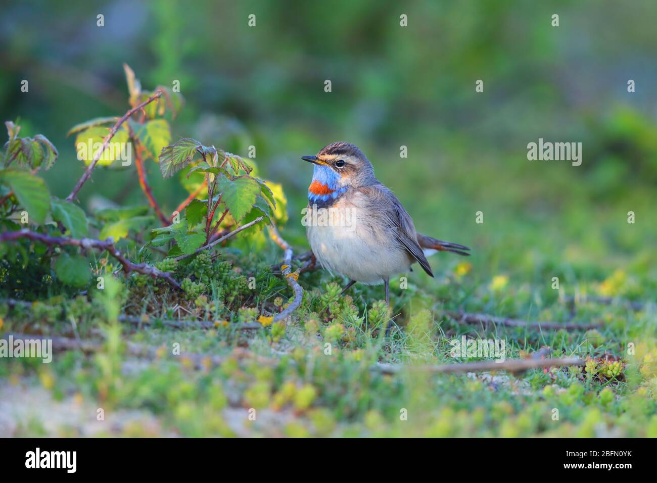 An adult male Red-spotted Bluethroat (Luscinia svecica svecica) in ...