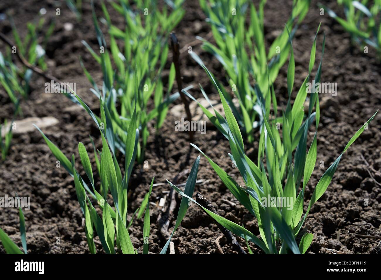 Spring time close up hi-res stock photography and images - Alamy