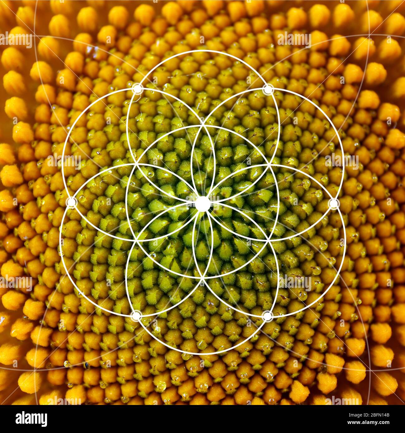 Buy Golden Ratio Grid Printable Template, Fibonacci, 40% OFF