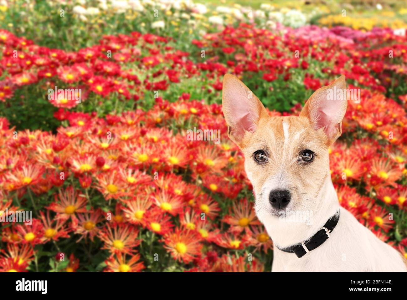 Dog portrait on field with flowers Stock Photo - Alamy