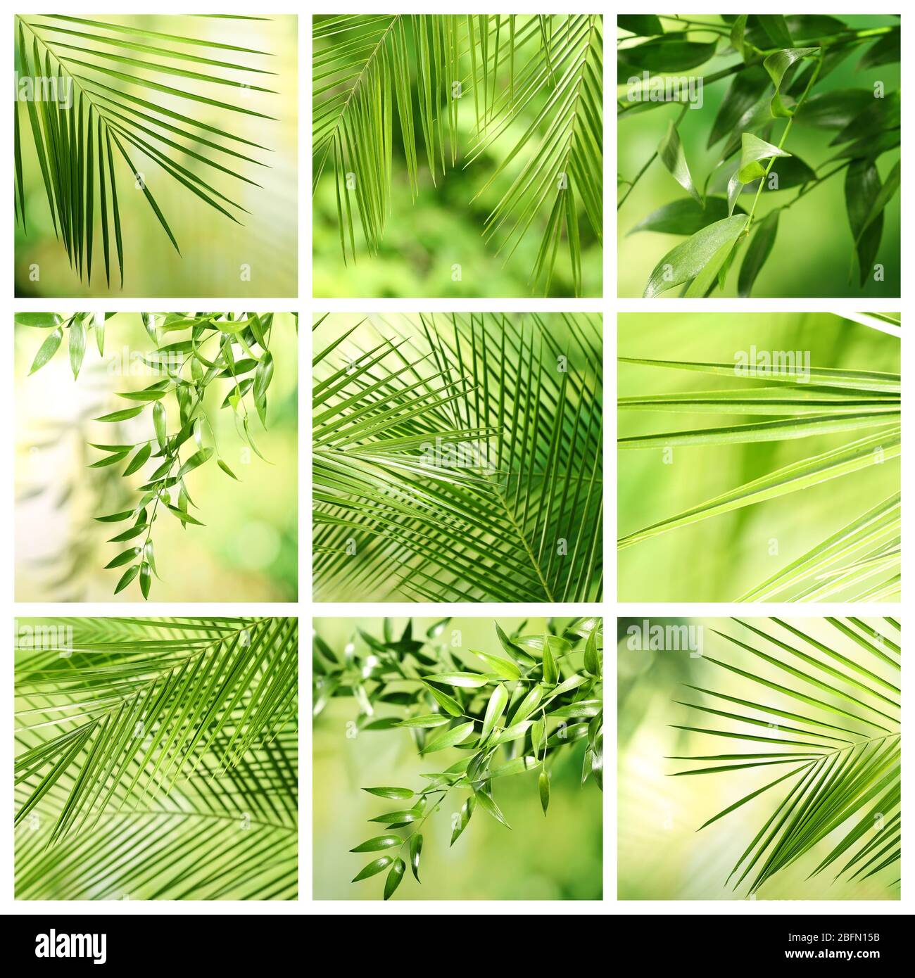 Abstract palm leaf detail Cut Out Stock Images & Pictures - Alamy