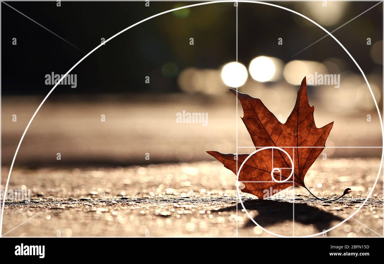 Fibonacci spiral in nature hi-res stock photography and images - Alamy