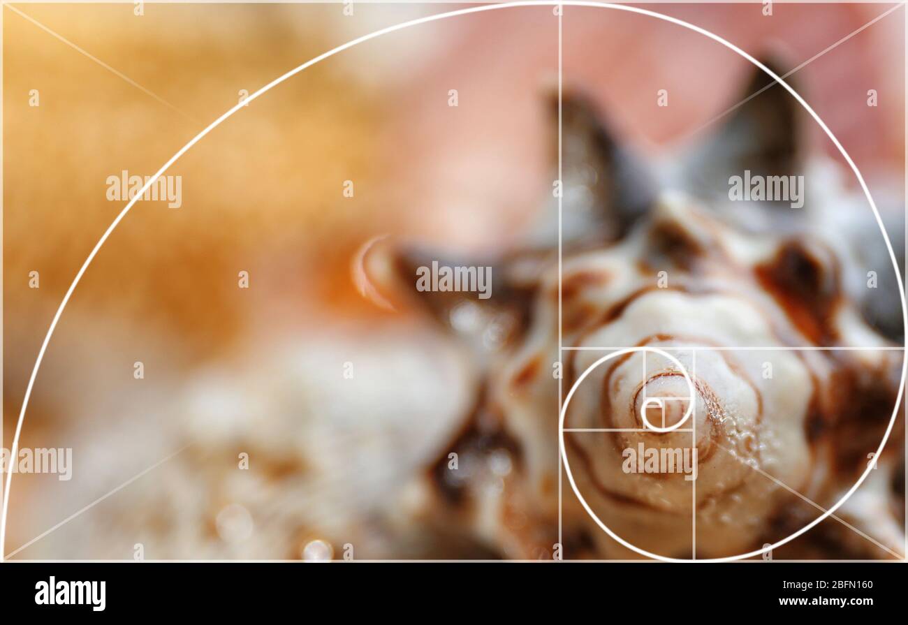 Fibonacci spiral in nature hi-res stock photography and images - Alamy