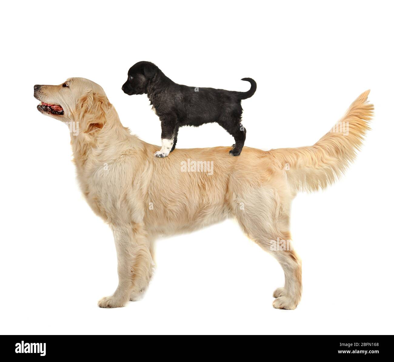Doggie back Cut Out Stock Images & Pictures - Alamy