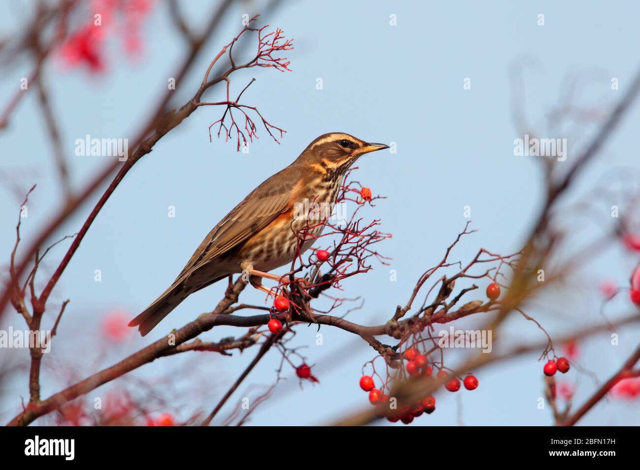 An adult Redwing (Turdus iliacus), a small thrush species and winter ...