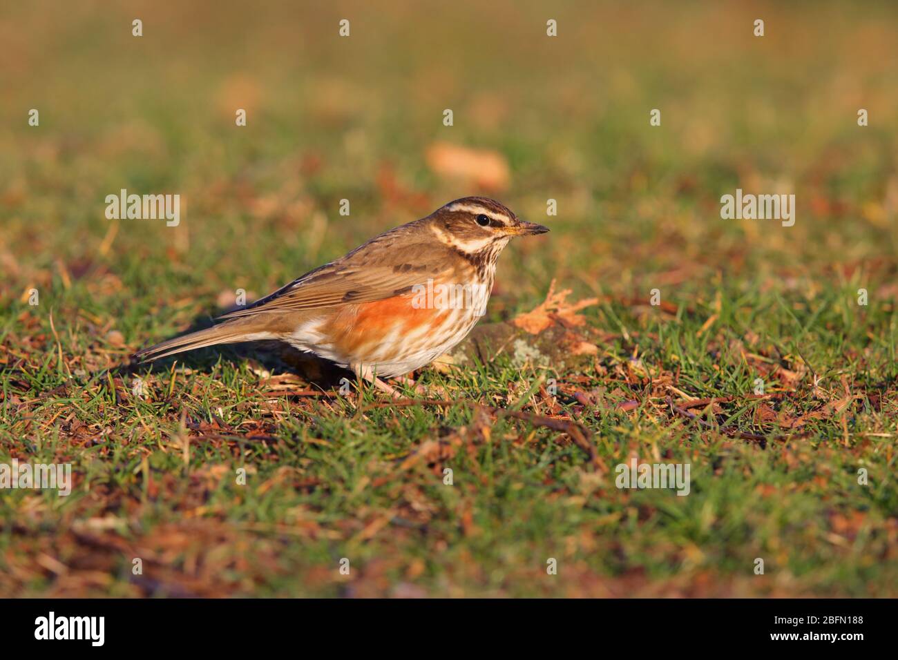 An adult Redwing (Turdus iliacus), a small thrush species and winter ...