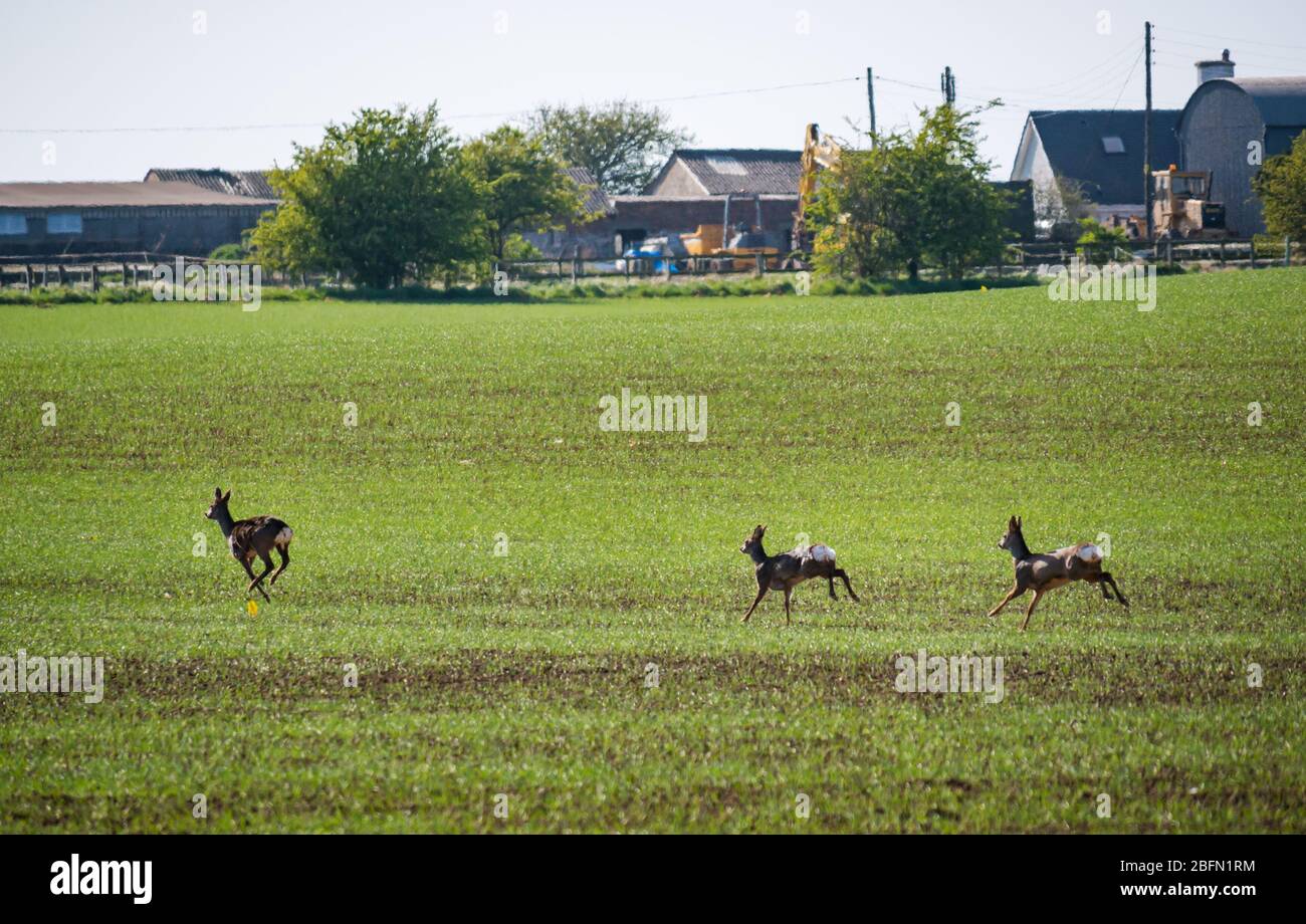 A group of three roe deer running across a Spring farm crop field, East ...