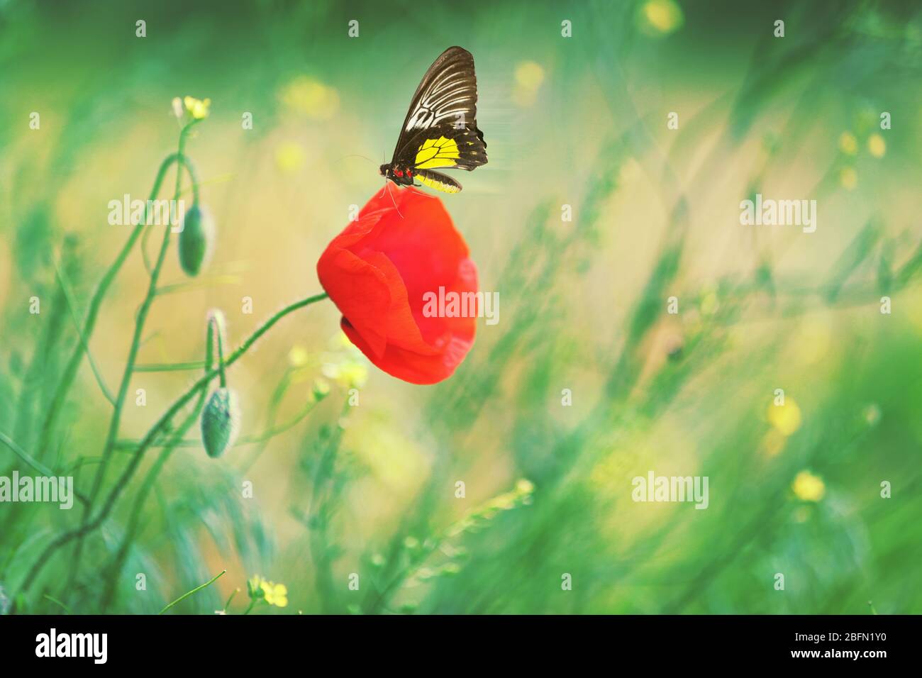 Butterfly sitting on poppy flower in nature Stock Photo - Alamy