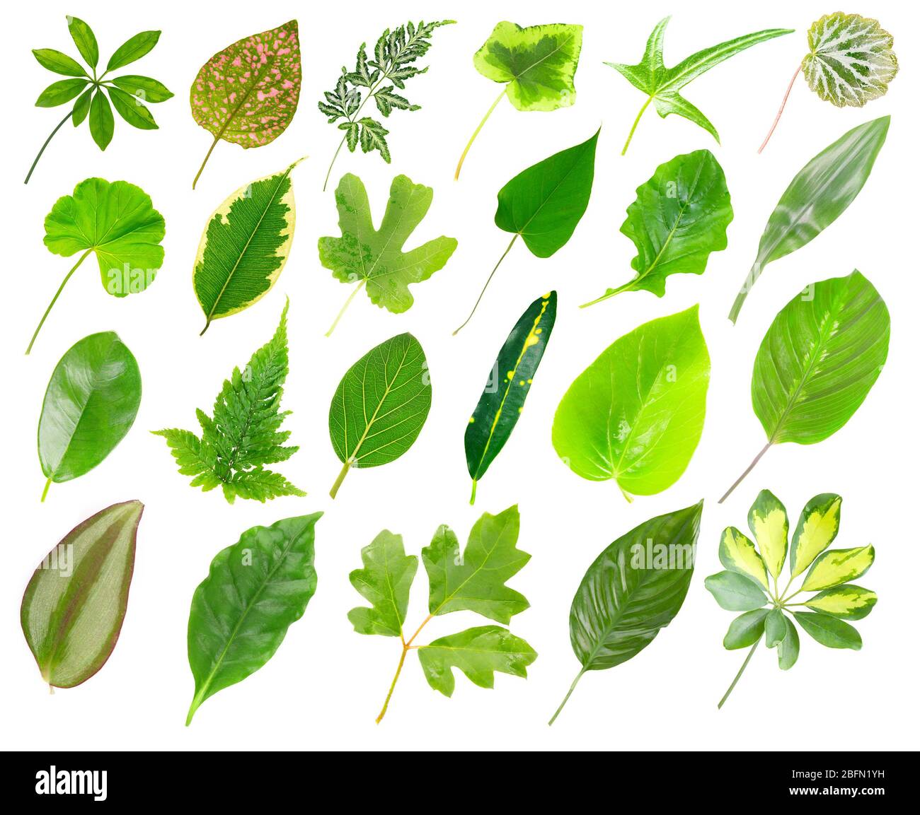 Collection of house plants leaves, isolated on white Stock Photo - Alamy