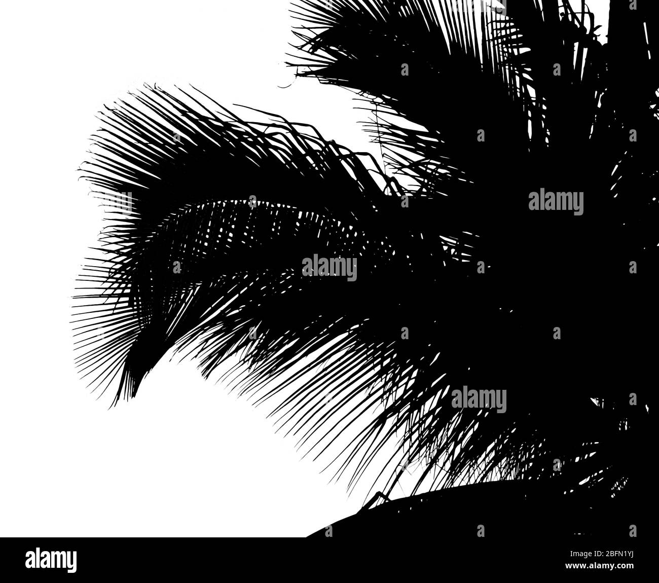 Tree isolated on white rainforest Black and White Stock Photos & Images ...