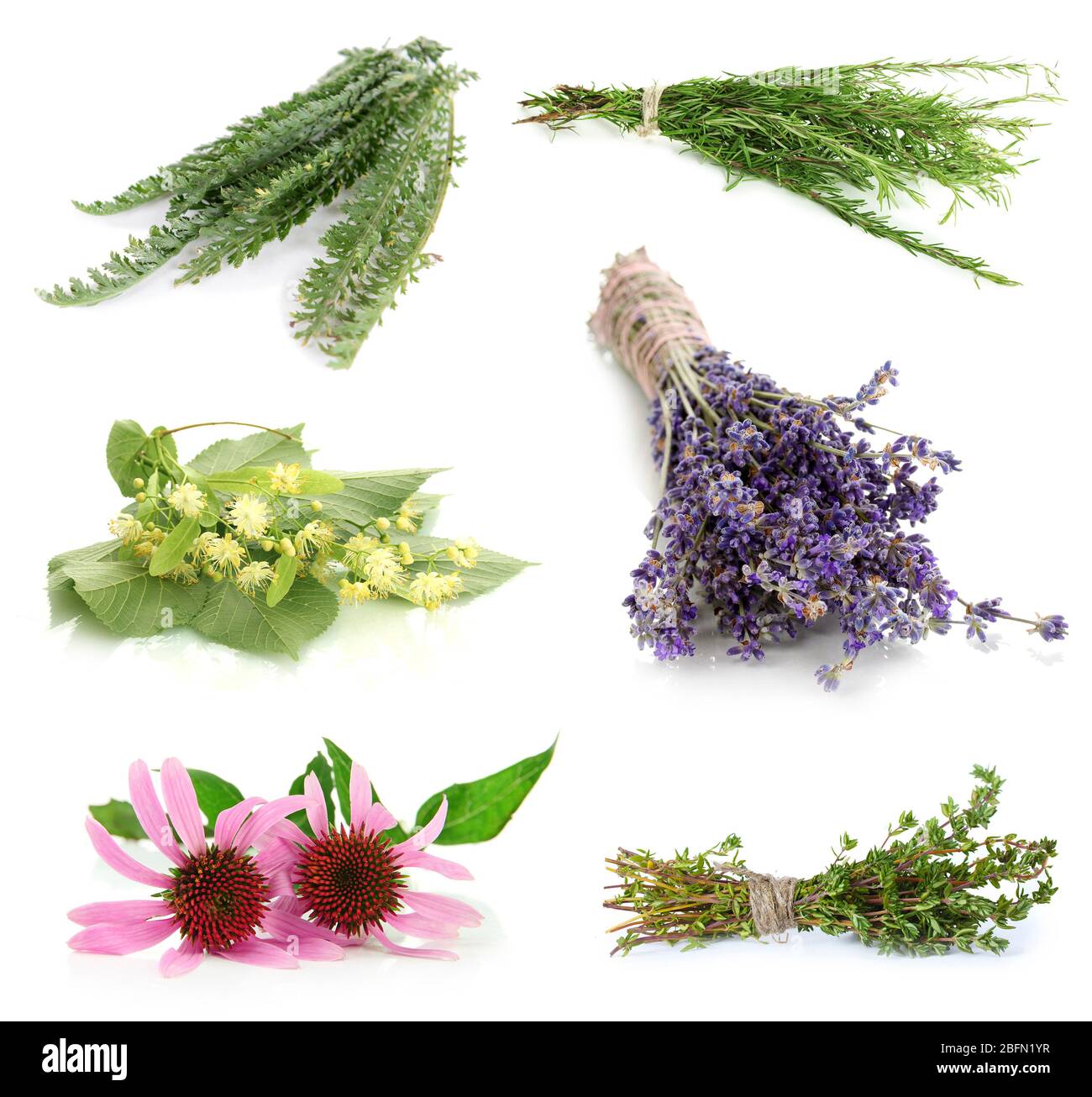 Collage of medicinal herbs isolated on white Stock Photo - Alamy