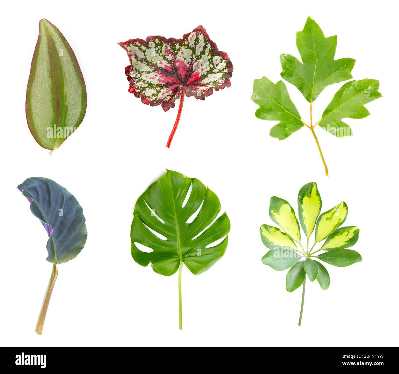 Set natural plants house Cut Out Stock Images & Pictures - Alamy