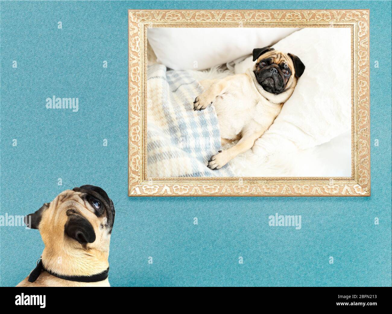 Dog from back looking of frame with photo on wall Stock Photo - Alamy