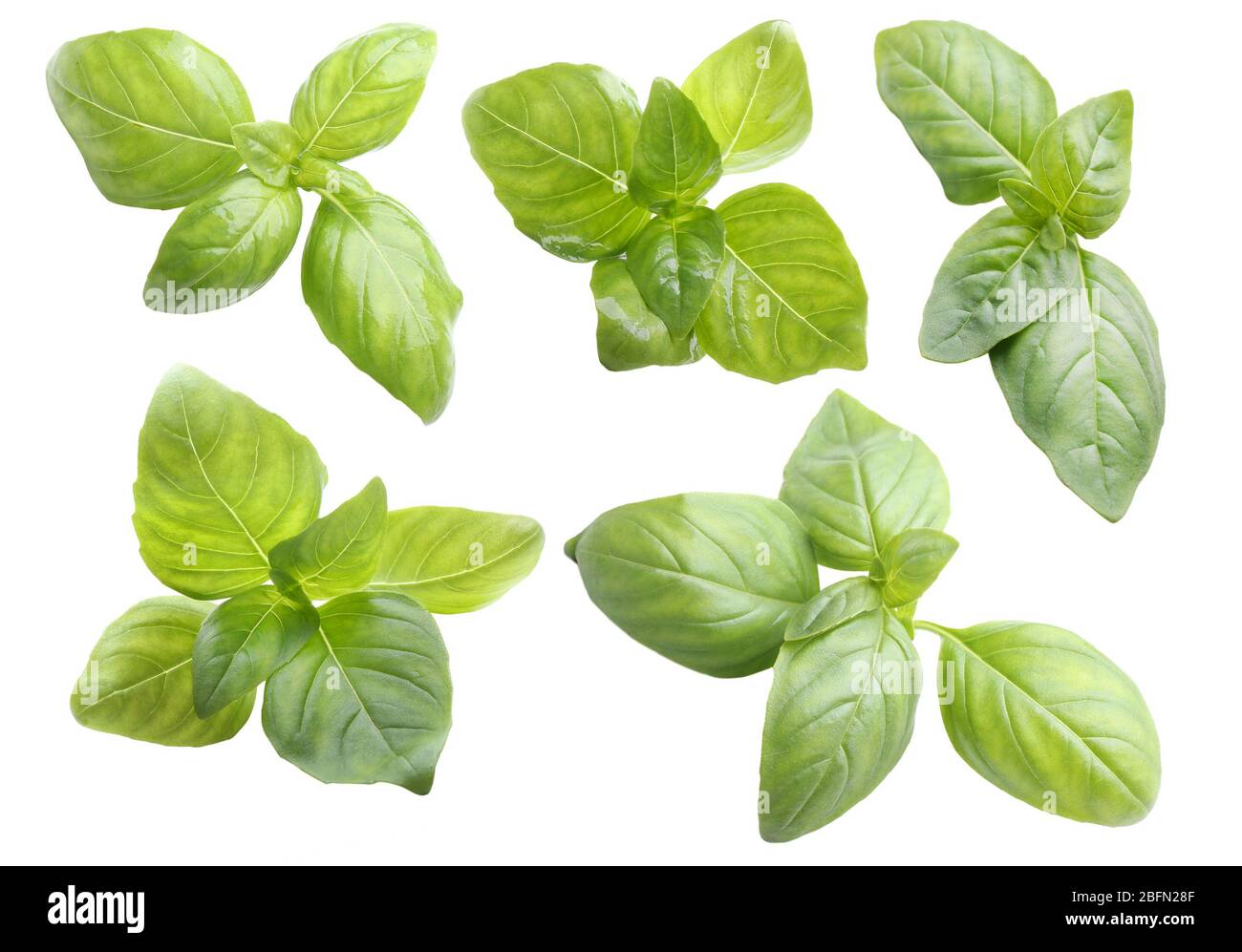 Set of fresh basil leaves isolated on white Stock Photo - Alamy