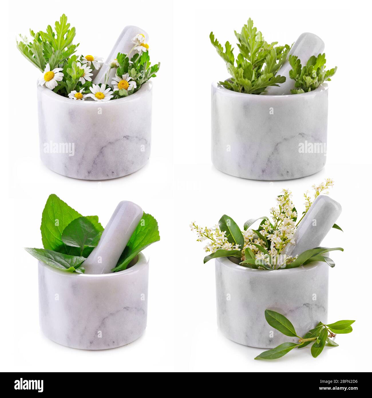 Collage of medicinal herbs isolated on white Stock Photo - Alamy