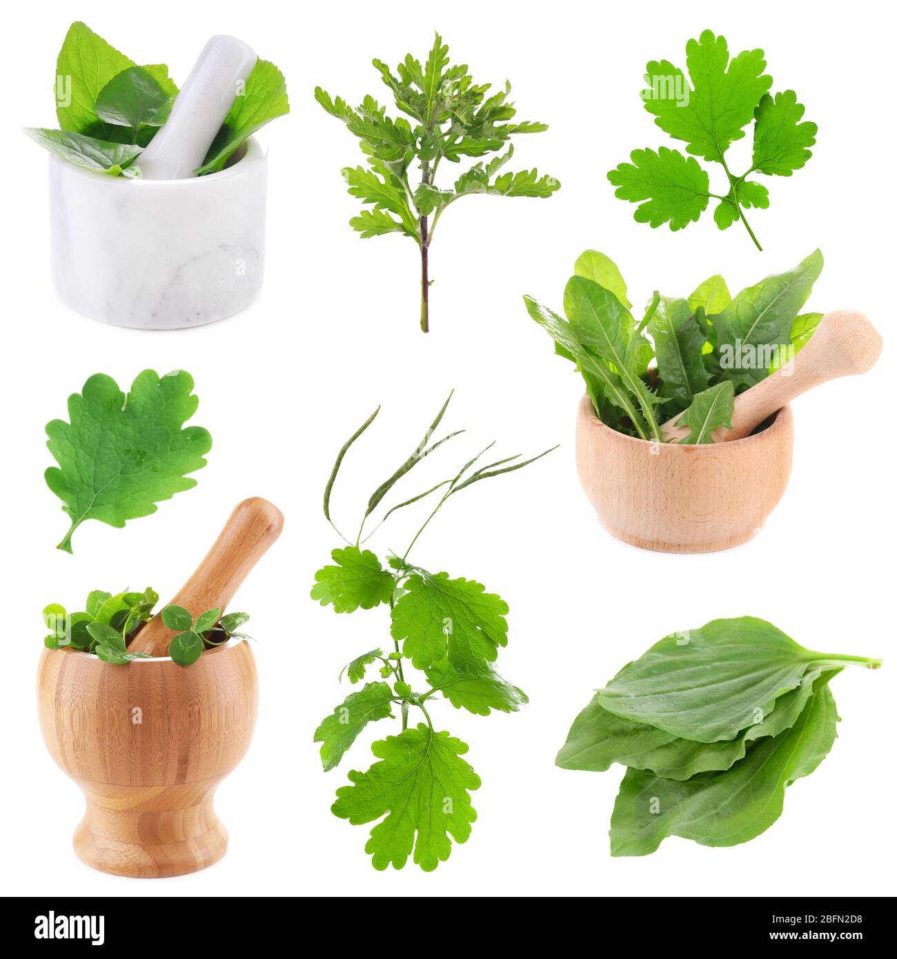 Collage of medicinal herbs isolated on white Stock Photo - Alamy