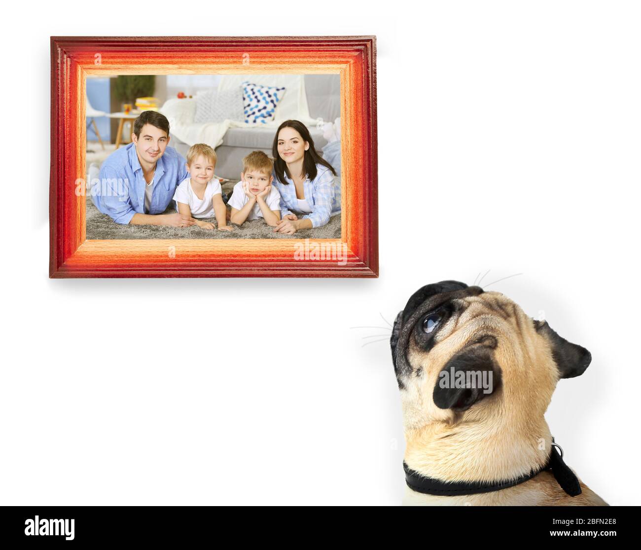 Dog from back looking of frame with photo, isolated on white Stock ...