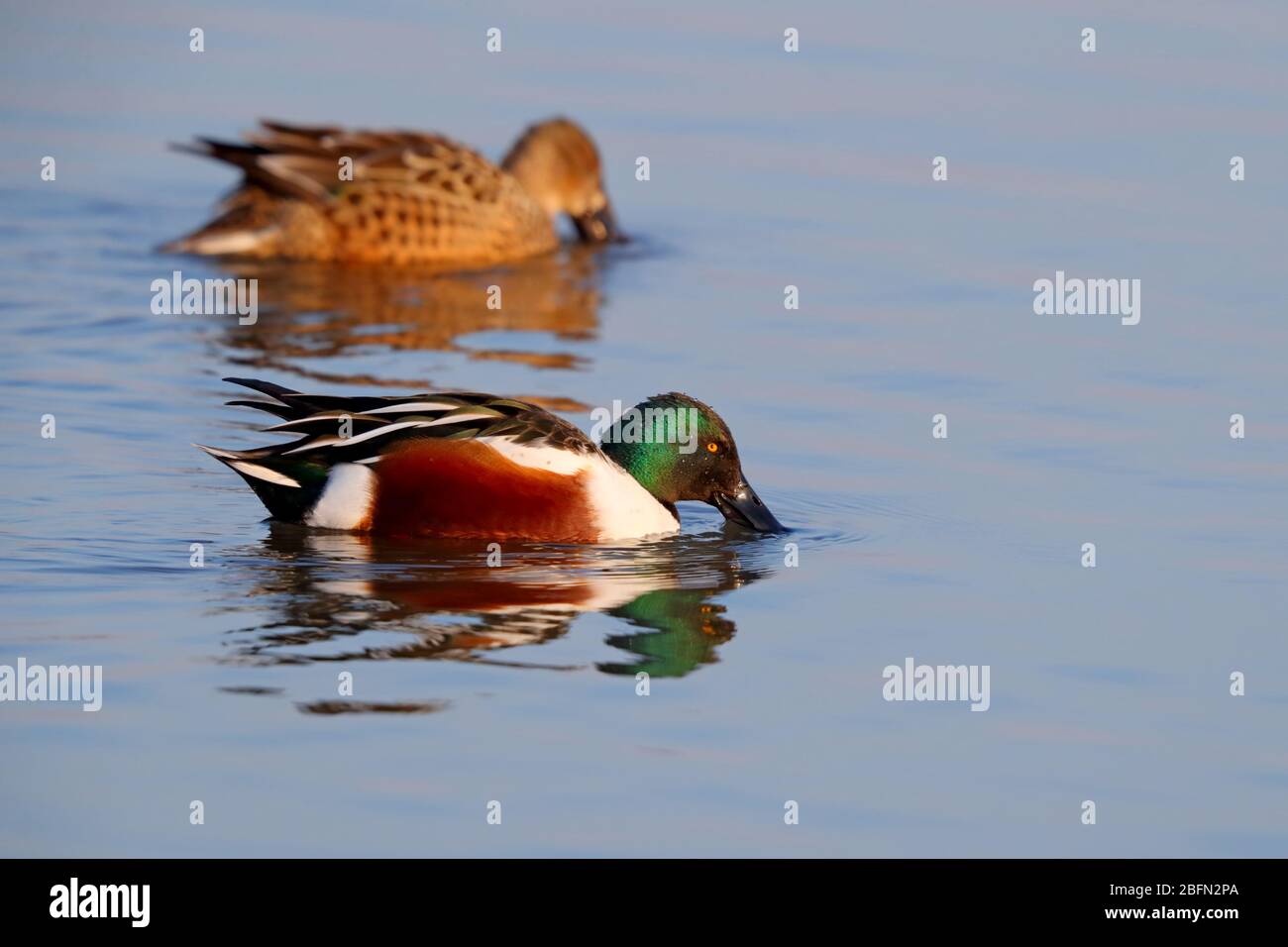 Feeding Shoveler Duck High Resolution Stock Photography and Images - Alamy