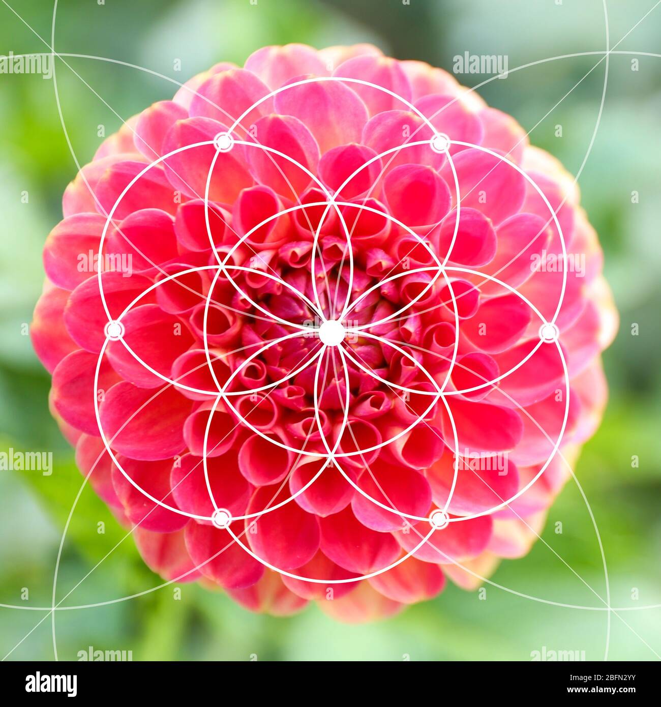 Illustration of spiral arrangement in nature. Fibonacci pattern Stock ...